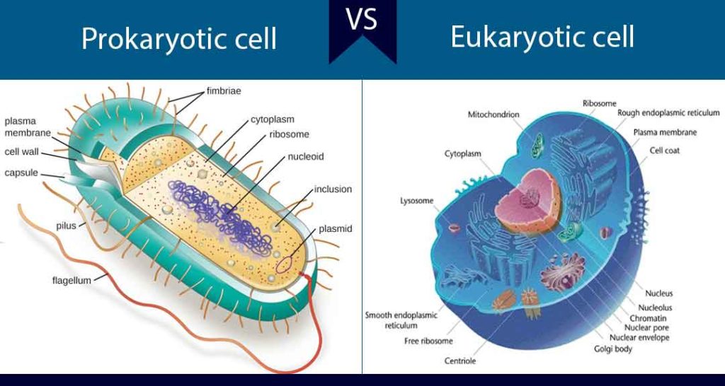 Bacterial Cell Structure and Function - Pharmapproach.com Bacterial Cell Structure and Function - Pharmapproach.com